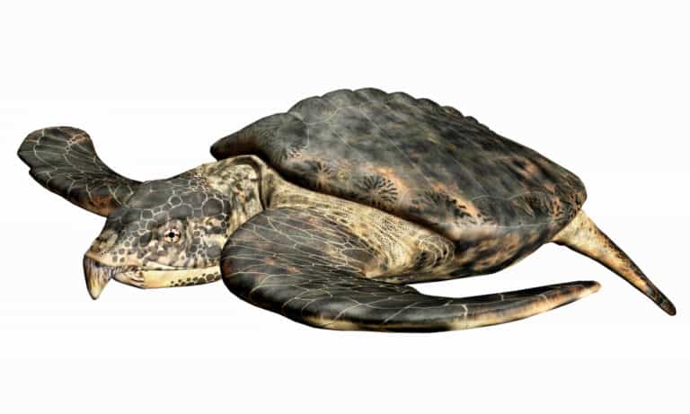 Archelon Turtle Animal Facts - A-Z Animals