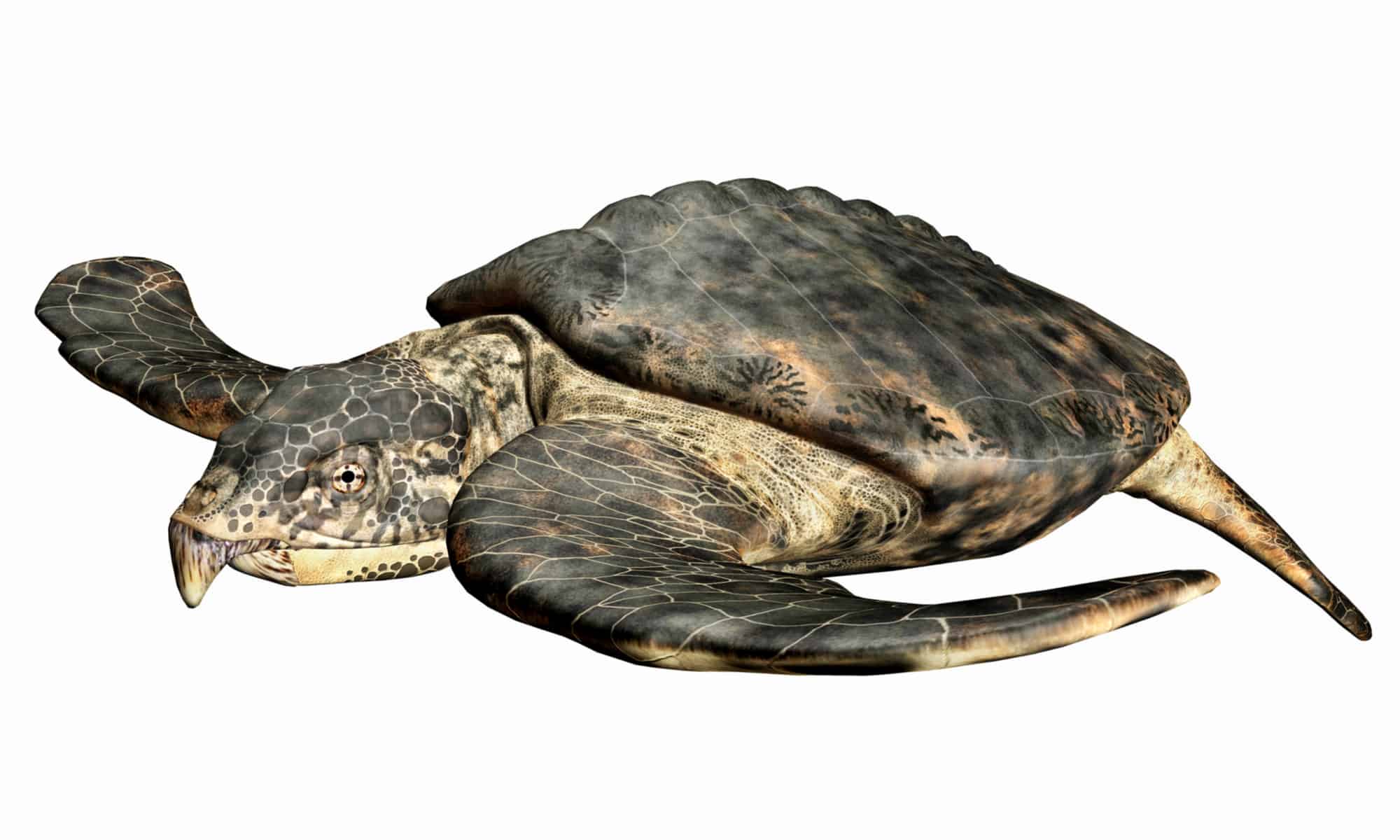Archelon Turtle Animal Facts - A-Z Animals