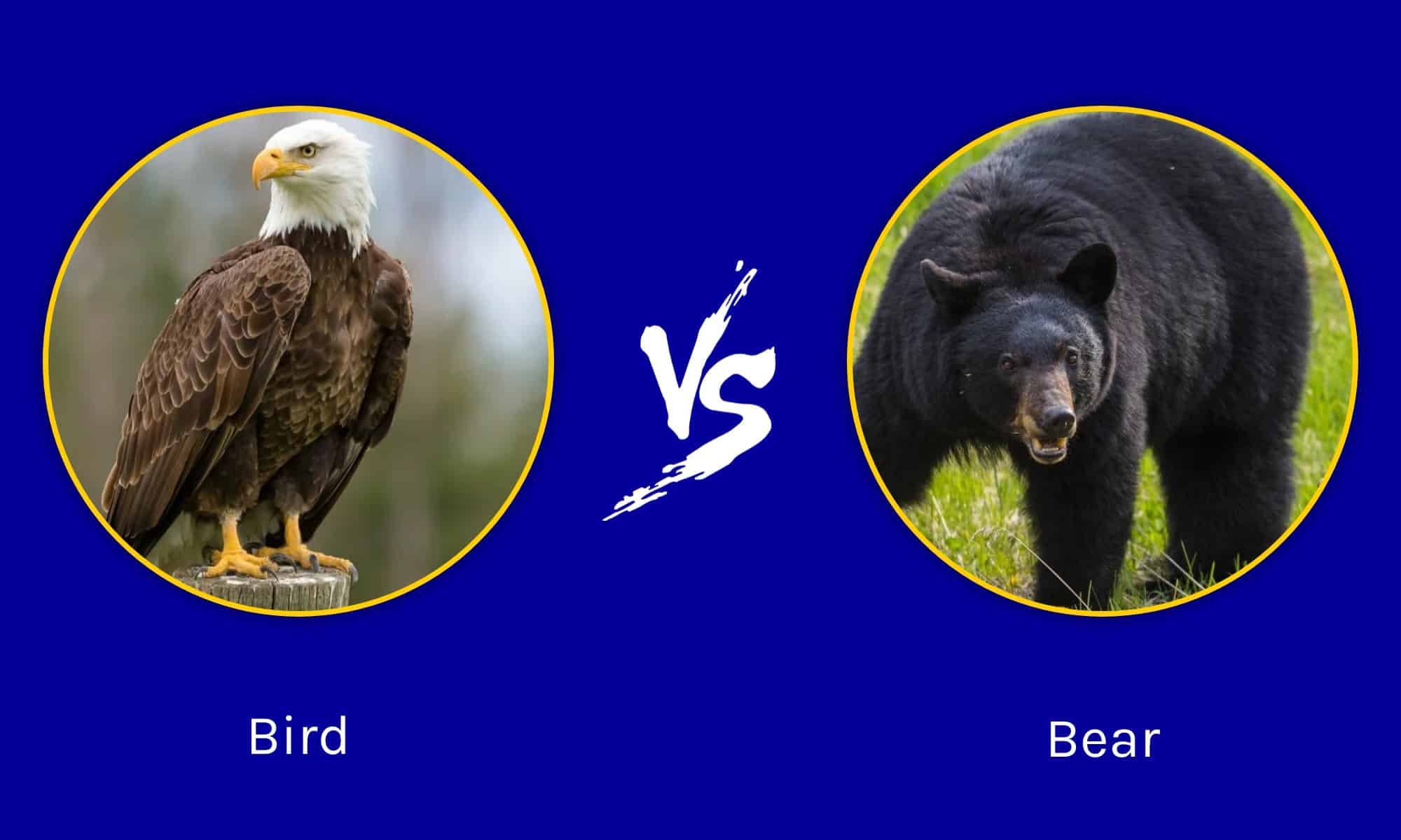 Bears vs Birds: Who Really Has The Biggest Claws? - A-Z Animals