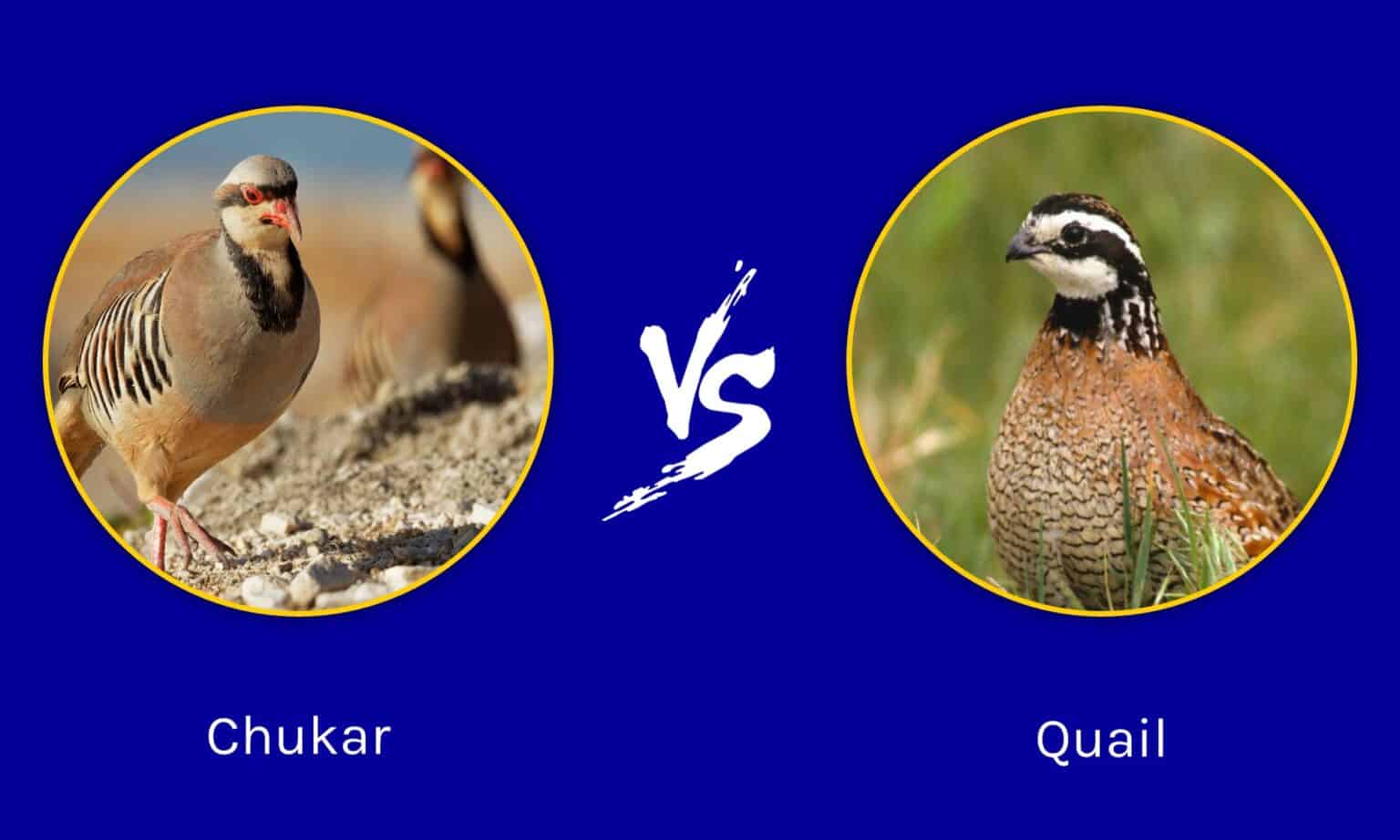 Chukar vs. Quail: What Are 8 Key Differences? - A-Z Animals