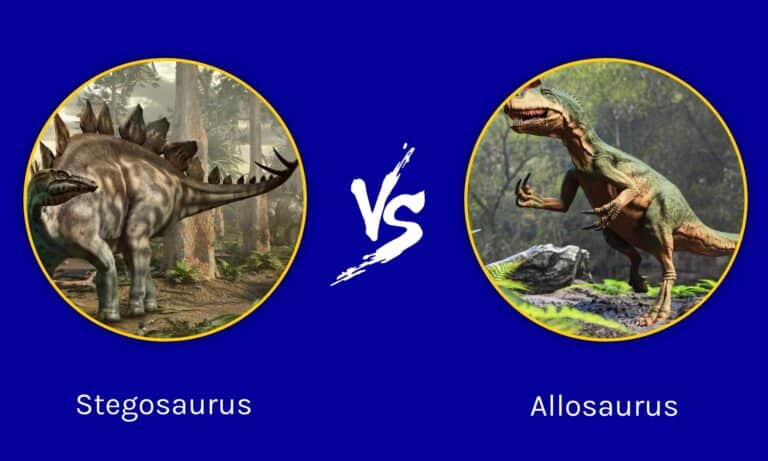 Stegosaurus vs Allosaurus: Who Would Win in a Fight? - A-Z Animals