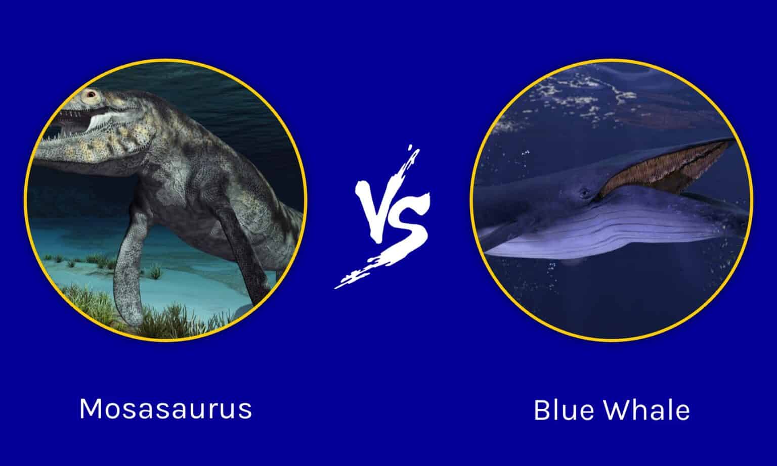 Mosasaurus vs Blue Whale: Who Would Win in a Fight? - A-Z Animals