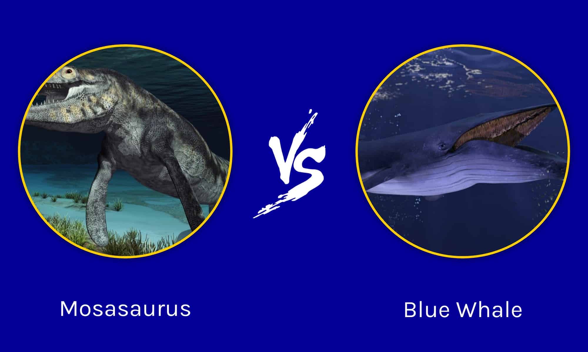 Mosasaurus vs Blue Whale: Who Would Win in a Fight? - A-Z Animals