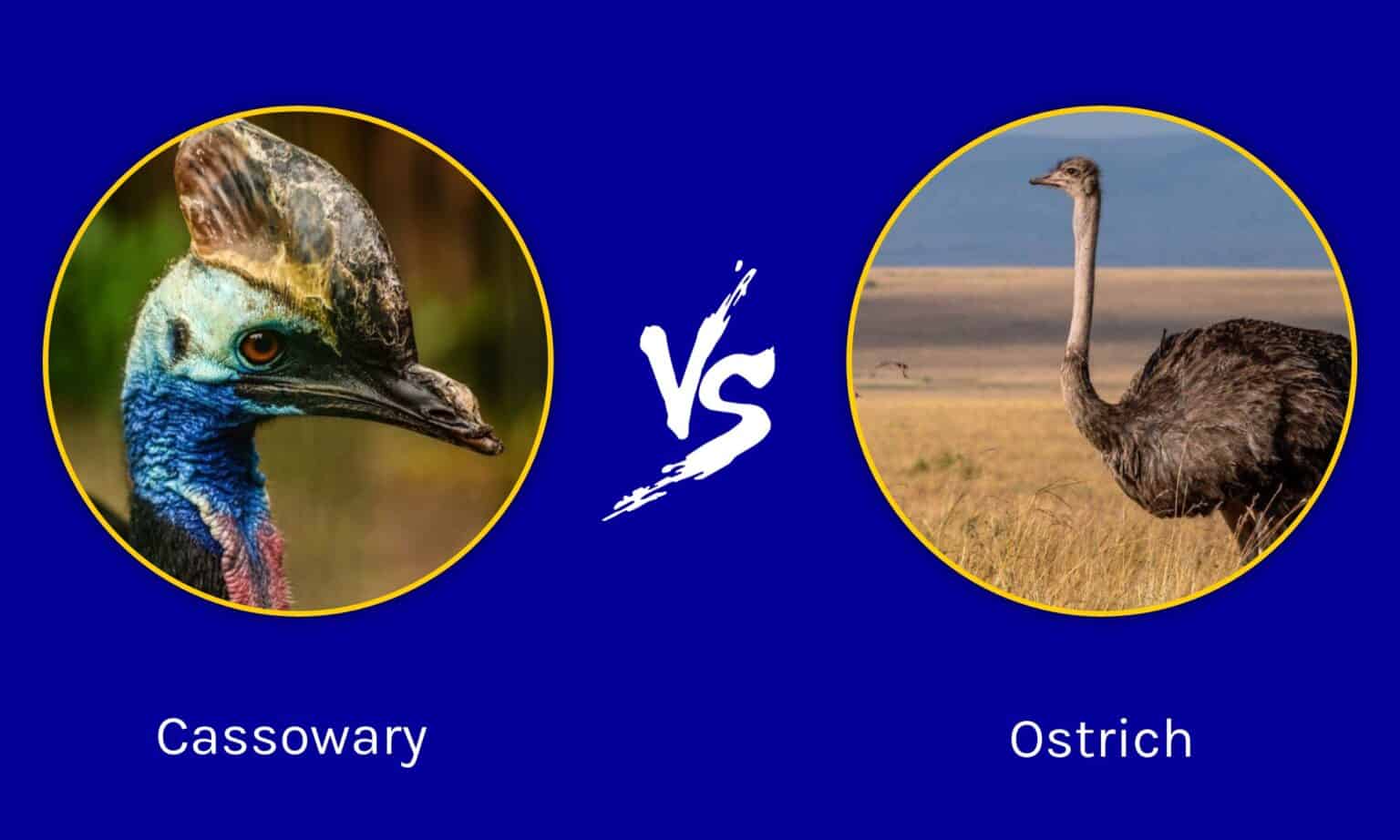 Cassowary vs Ostrich: Key Differences Explained - A-Z Animals