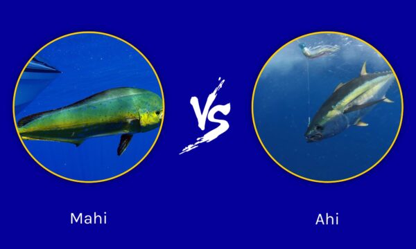 Mahi-mahi vs. Ahi: The Key Differences - A-Z Animals