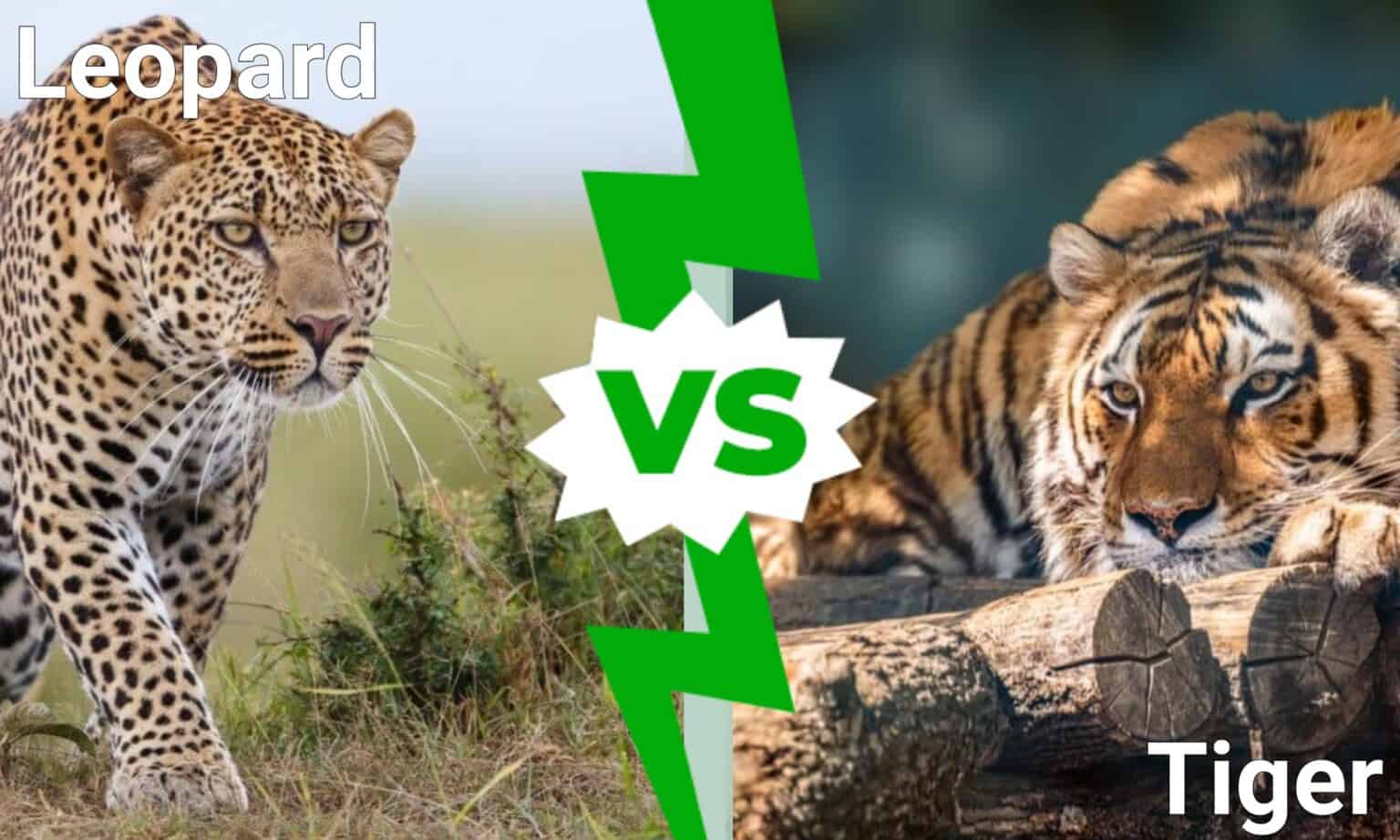 Leopard Vs Tiger: Comparing The Big Cat Contenders! - A-Z Animals