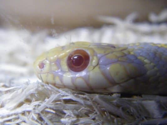 Checkered Garter Snake Animal Facts - Thamnophis marcianus - A-Z Animals