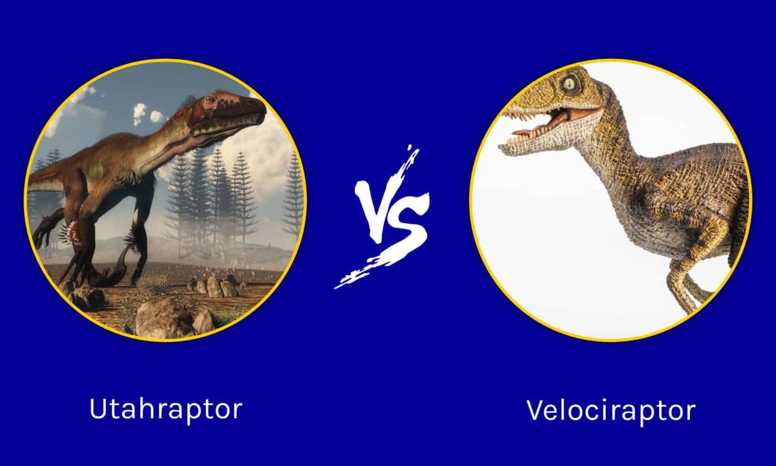 Utahraptor vs Velociraptor: Who Would Win in a Fight? - A-Z Animals