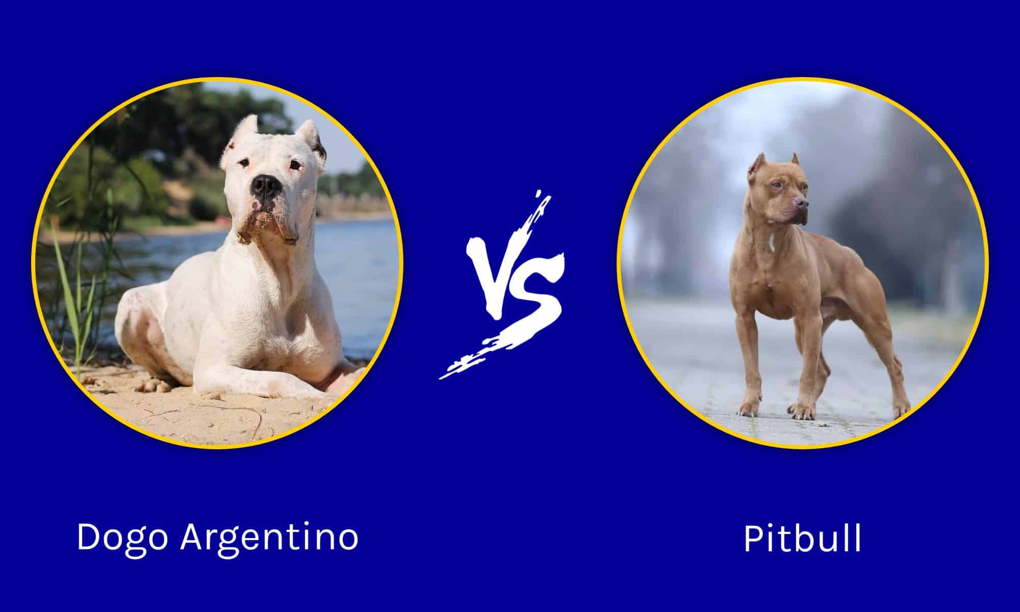 Dogo Argentino vs Pitbull: 5 Key Differences - A-Z Animals