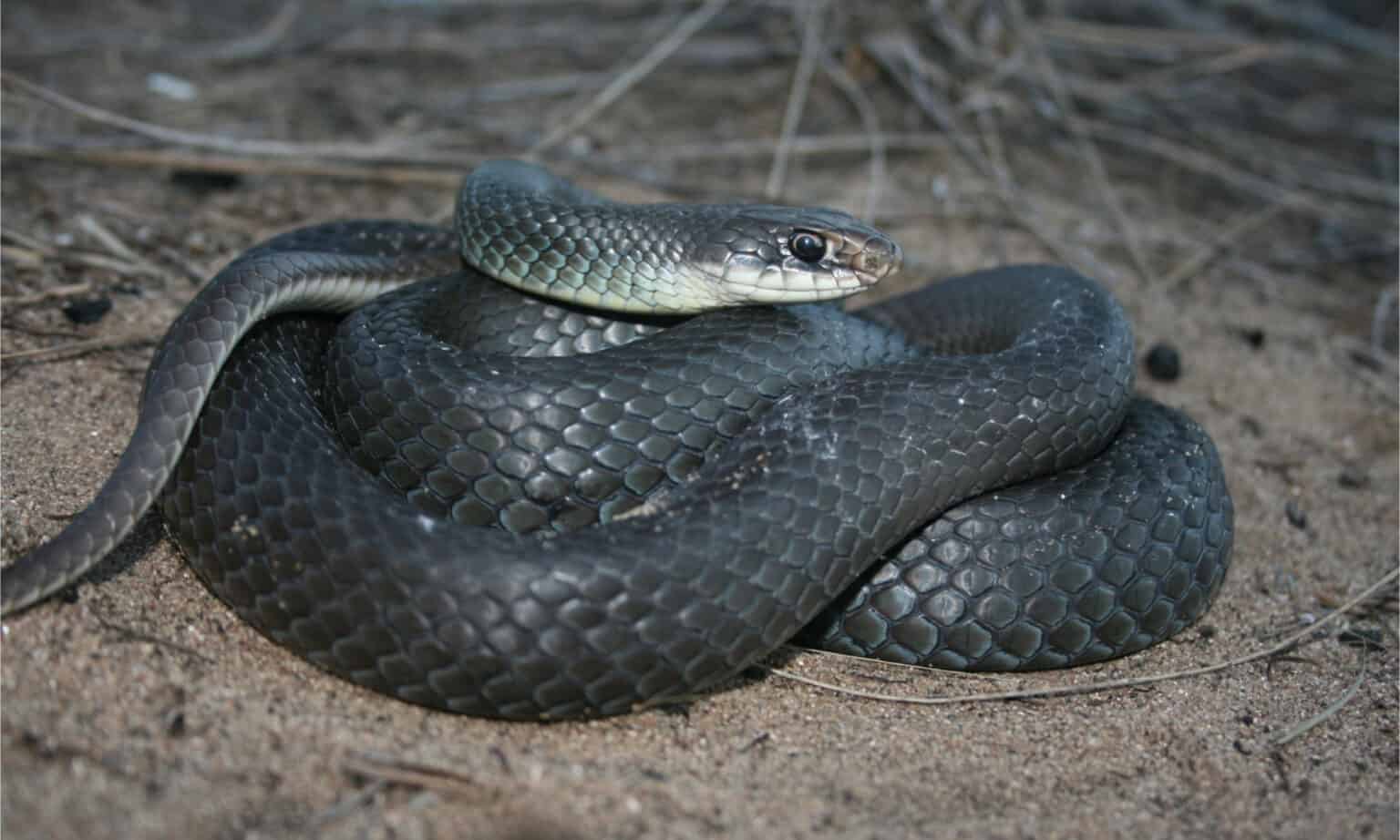 These Are the 10 Biggest Snakes in Canada Today - A-Z Animals