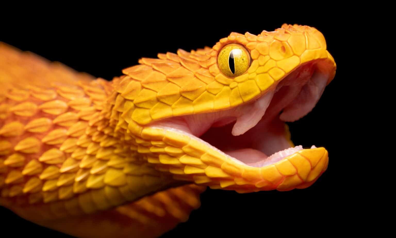 Types Of Vipers - A-Z Animals
