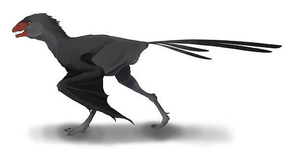 9 Dinosaurs With Feathers - A-Z Animals