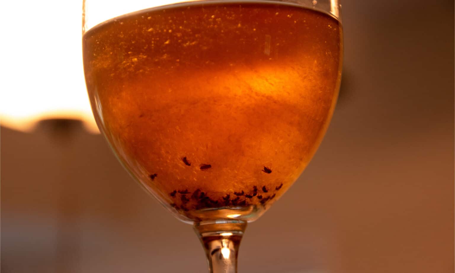 Fact or Fiction: Does Vinegar Really Keep Bugs Away? - A-Z Animals