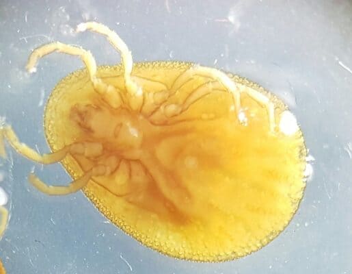 Ticks in Oklahoma - A-Z Animals