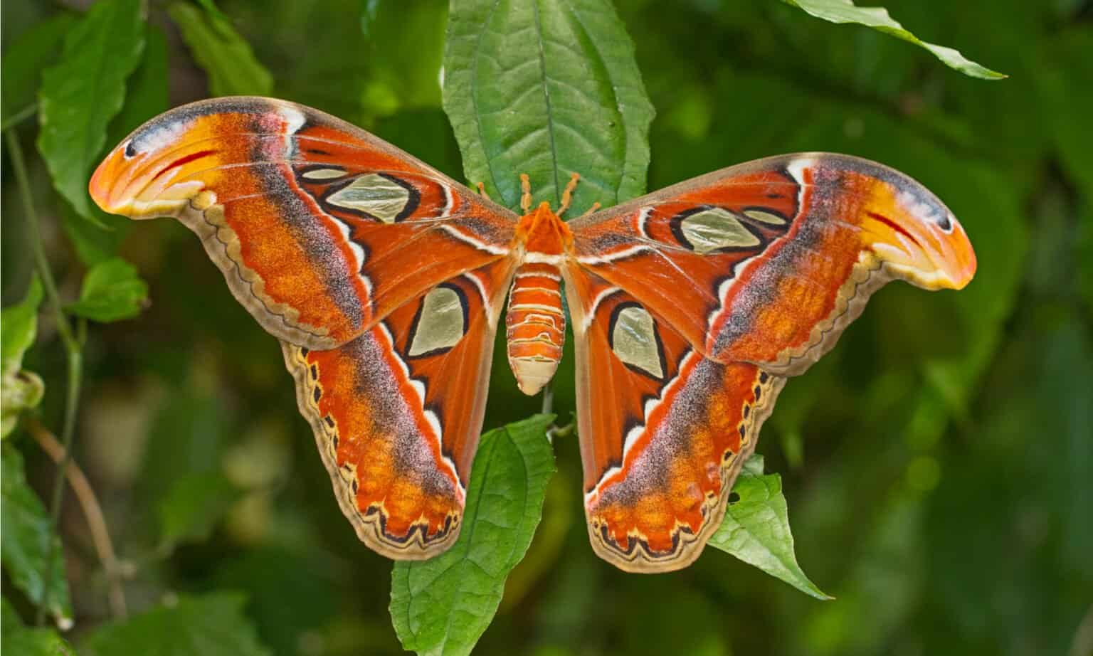 Moth Poop: Everything You've Ever Wanted to Know - A-Z Animals