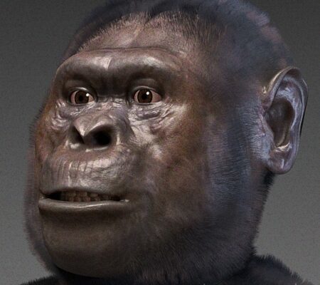Australopithecus Animal Facts - A-Z Animals