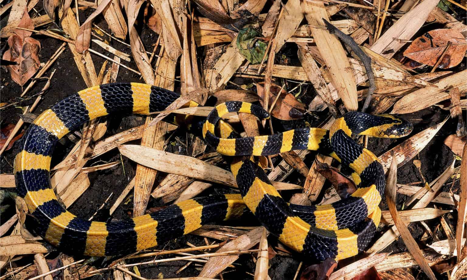 Discover the Largest Banded Snake Ever Recorded - A-Z Animals