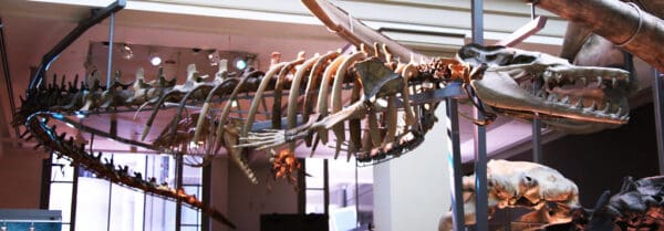The Complete List of Every U.S. State Dinosaur and Fossil - A-Z Animals