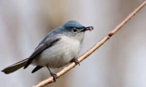 Discover 12 Blue Birds in Michigan - A-Z Animals