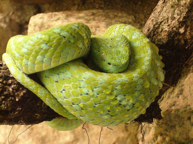 Discover 13 Blue Snakes Found Around the World - A-Z Animals