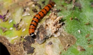 Cactus Moth Animal Facts - Cactoblastis cactorum - A-Z Animals