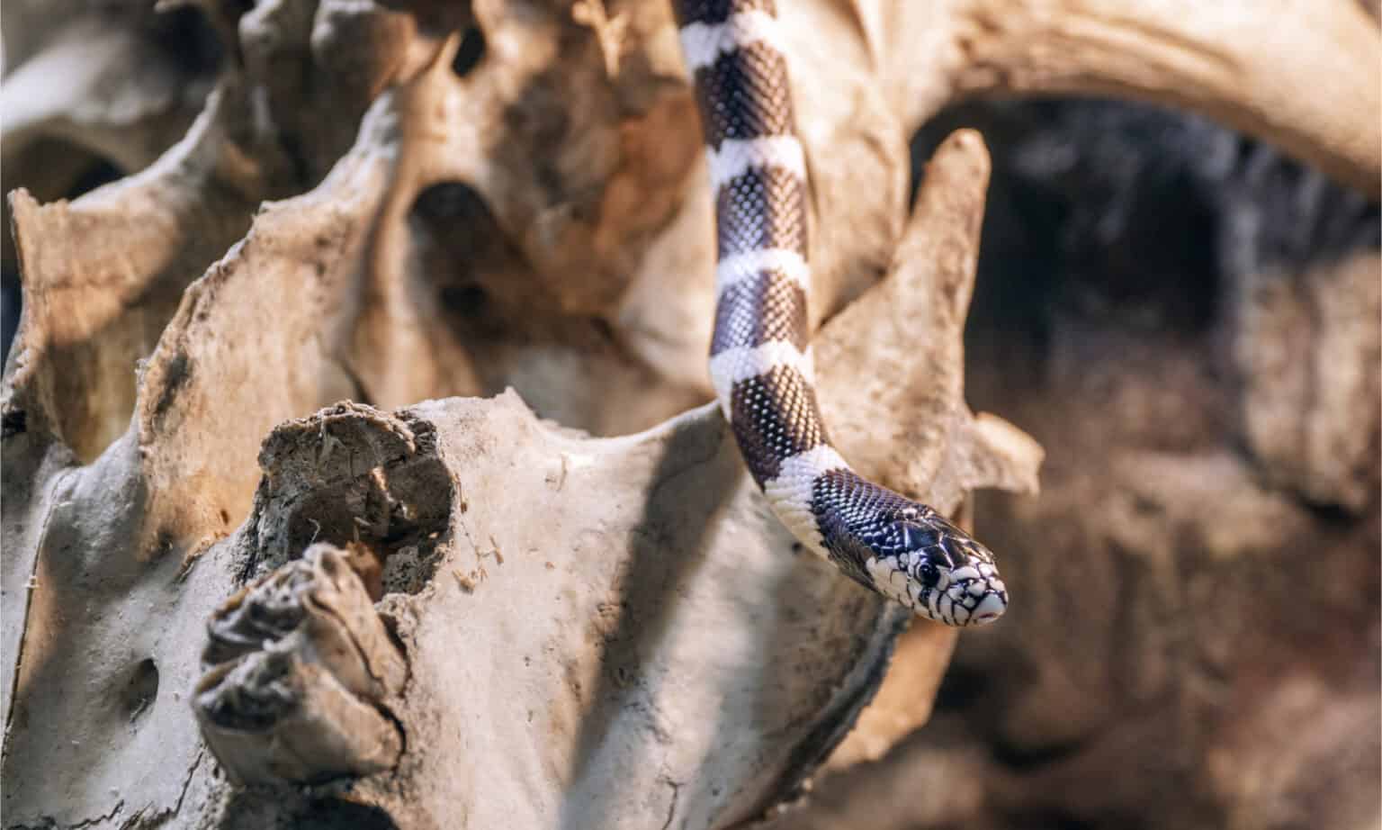California Kingsnake Animal Facts - Lampropeltis californiae - A-Z Animals
