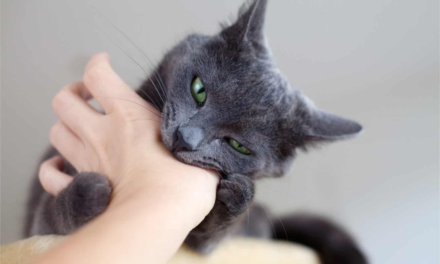 Why Cat Bites Are Often More Dangerous Than Dog Bites - A-Z Animals