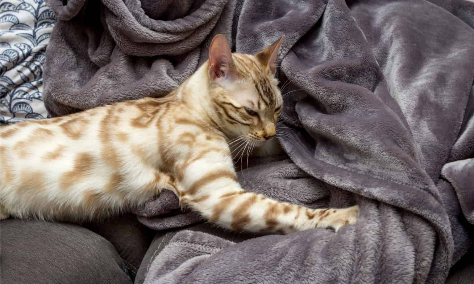 Discover Why Cats Love to Push Things Off Tables - A-Z Animals