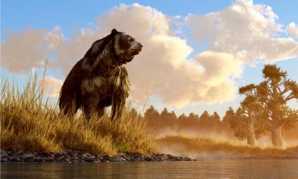 Short-Faced Bear Animal Facts - Arctodus simus - A-Z Animals