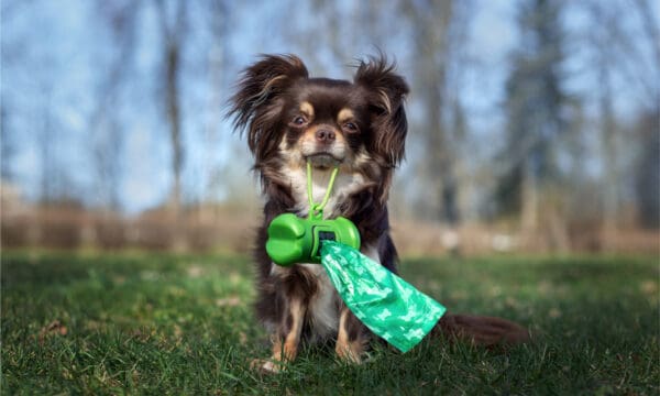 8 Animals That Eat Poop (and How They Do It Without Getting Sick) - A-Z ...