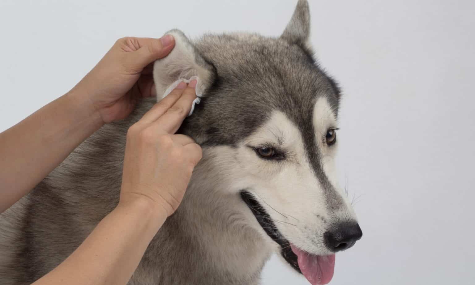 The 3 Ways To Fix Your Dog's Ear Infection - A-Z Animals