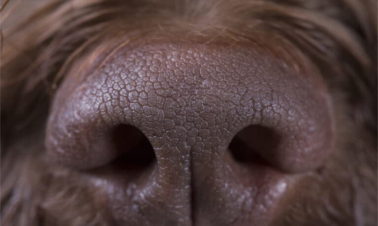 7 Ways To Prevent Your Dog From Getting A Chapped Nose This Winter - A ...