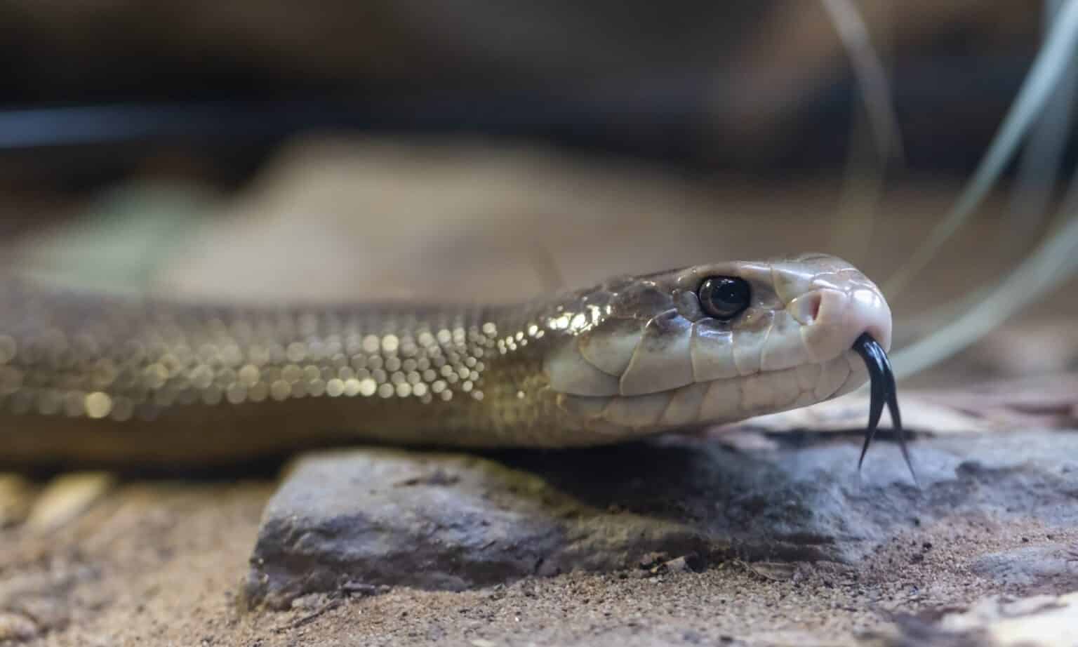 Central Ranges Taipan Animal Facts - Oxyuranus temporalis - A-Z Animals