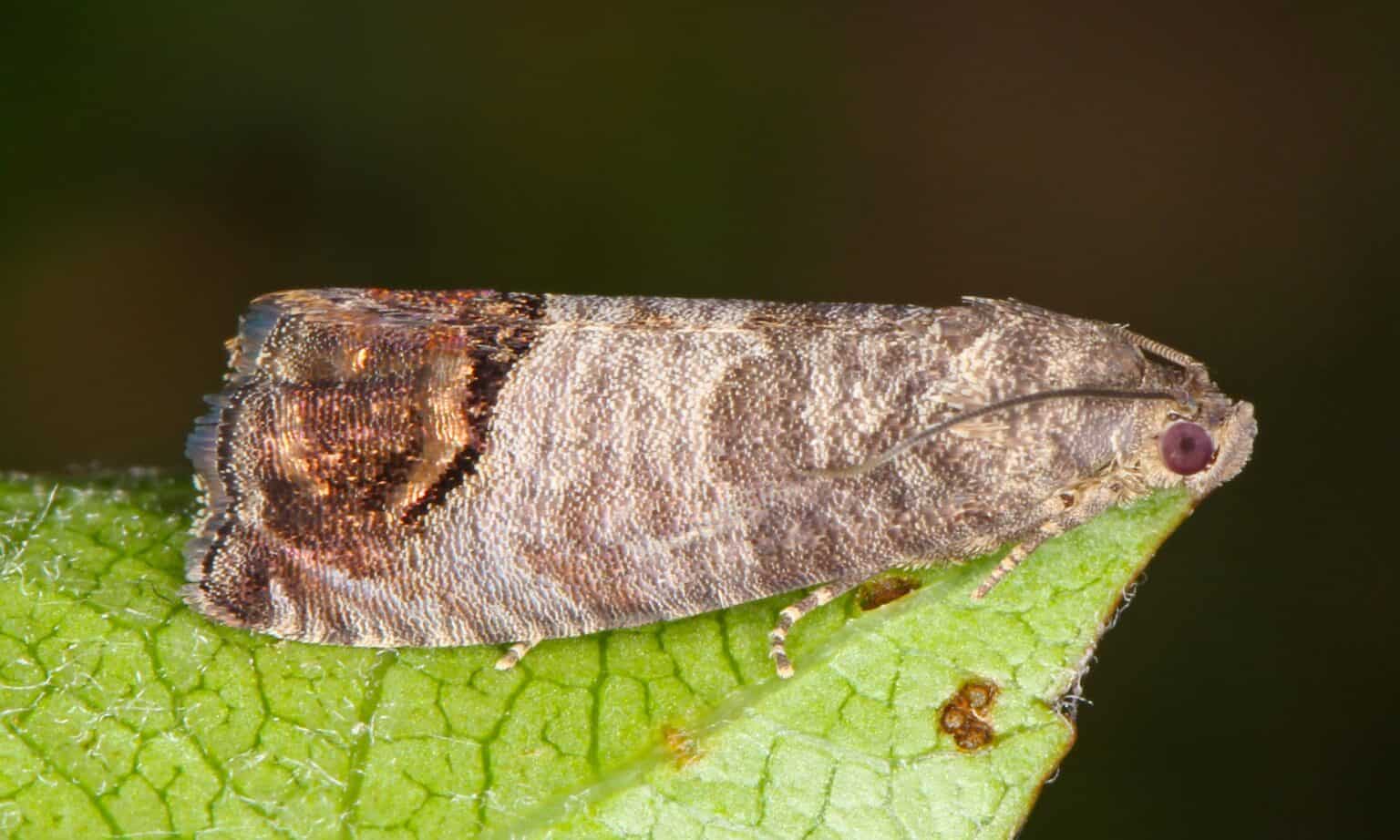 Codling Moth Animal Pictures | A-Z Animals