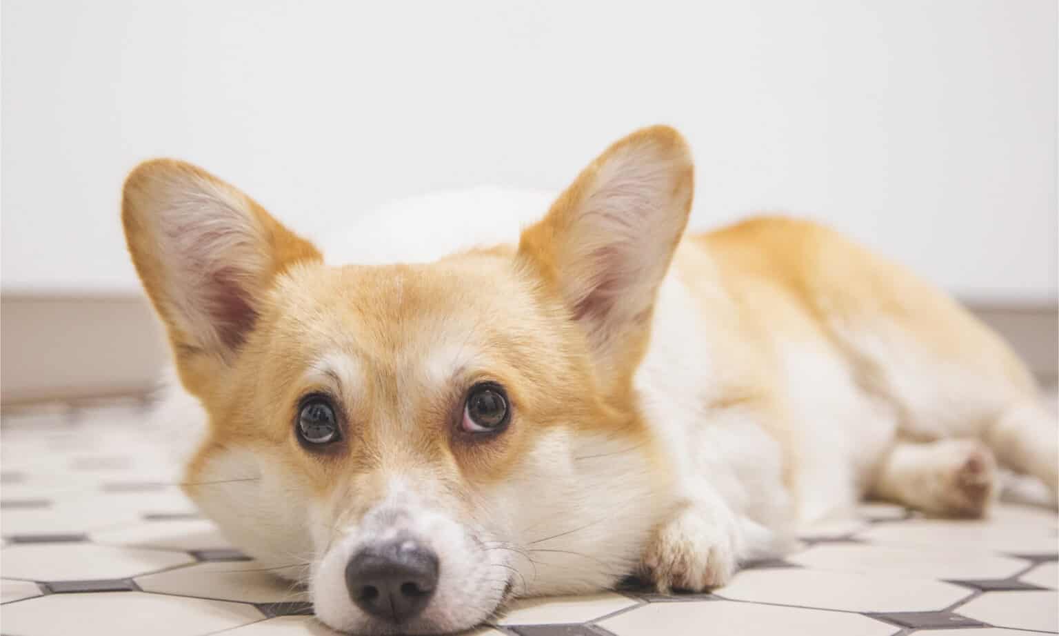 15 Common Corgi Health Problems - A-Z Animals