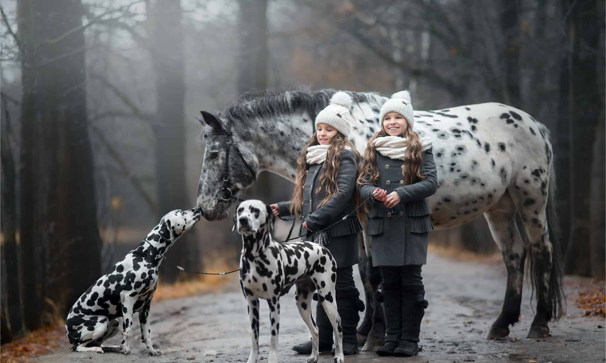 Why Are Fire Station Dogs Always Dalmatians, Actually? - A-Z Animals