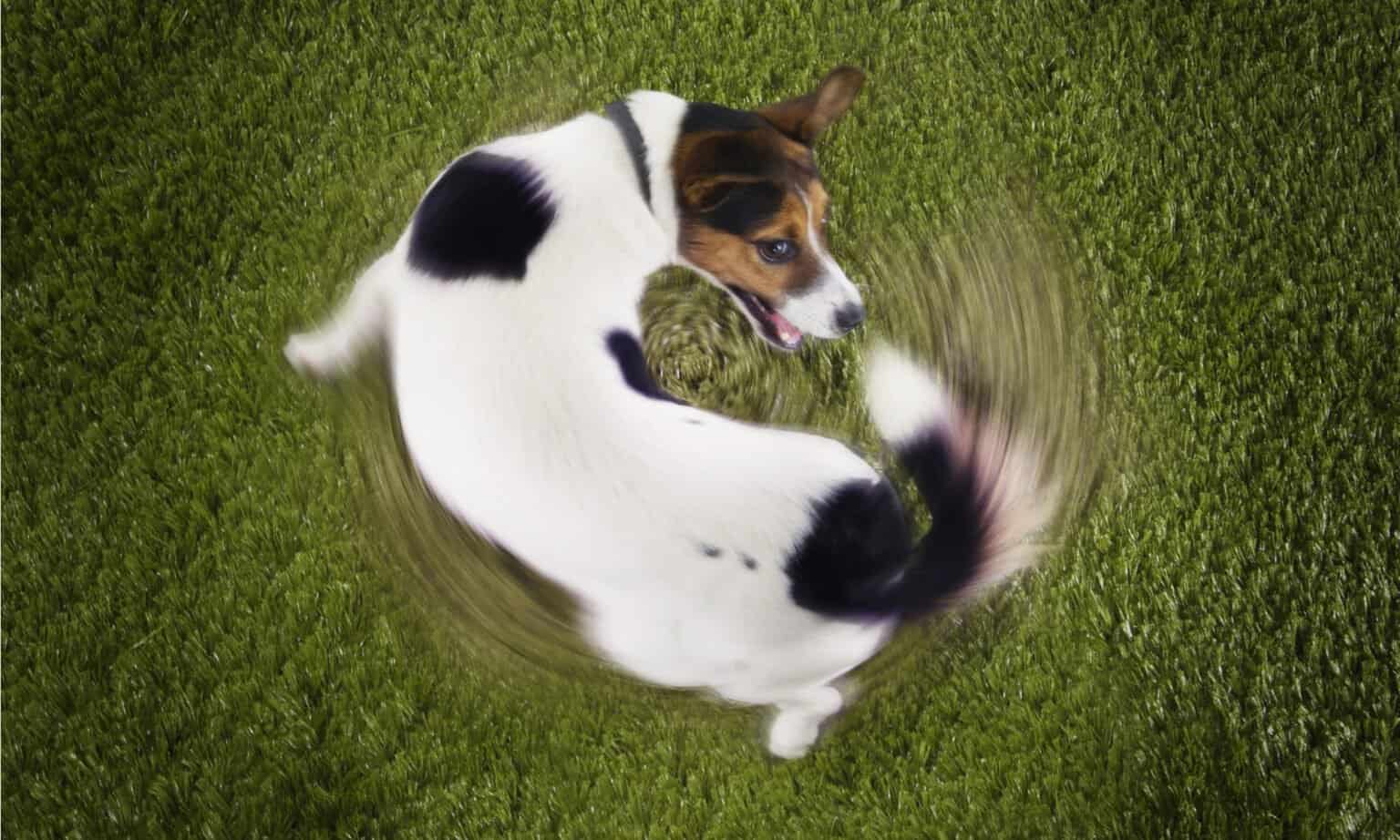 Can Dogs Understand English? - A-Z Animals