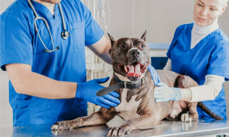 Everything you Need to Know About Sepsis in Dogs - A-Z Animals