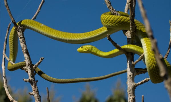 Mamba Animal Facts - Dendroaspis - A-Z Animals