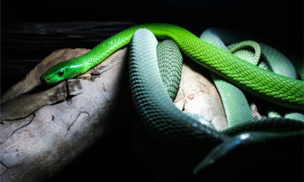 Mamba Animal Facts - Dendroaspis spp. - A-Z Animals