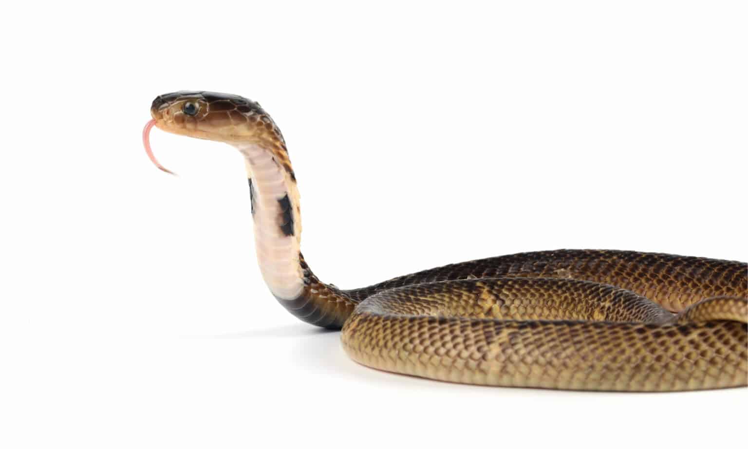 Cobras Animal Facts - Naja - A-Z Animals