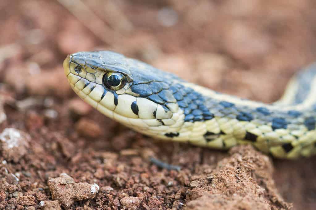 Checkered Garter Snake - A-Z Animals