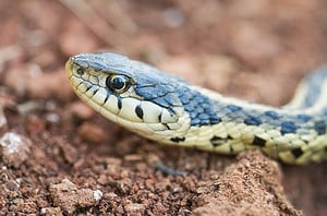 7 Water Snakes in California - A-Z Animals