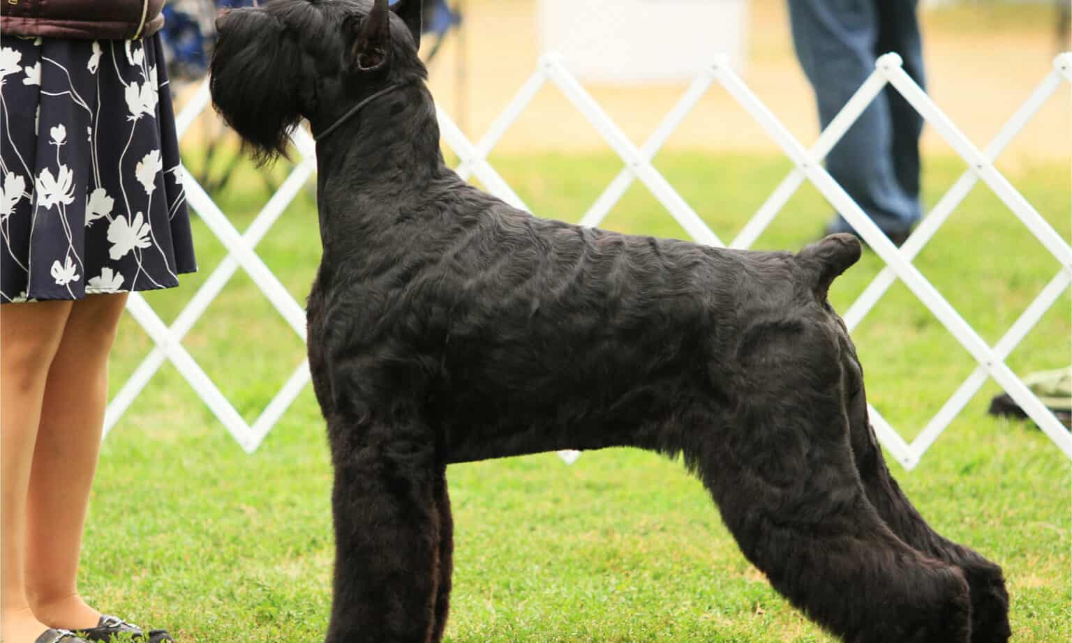 The Total Number of 'True' Dog Breeds - A-Z Animals
