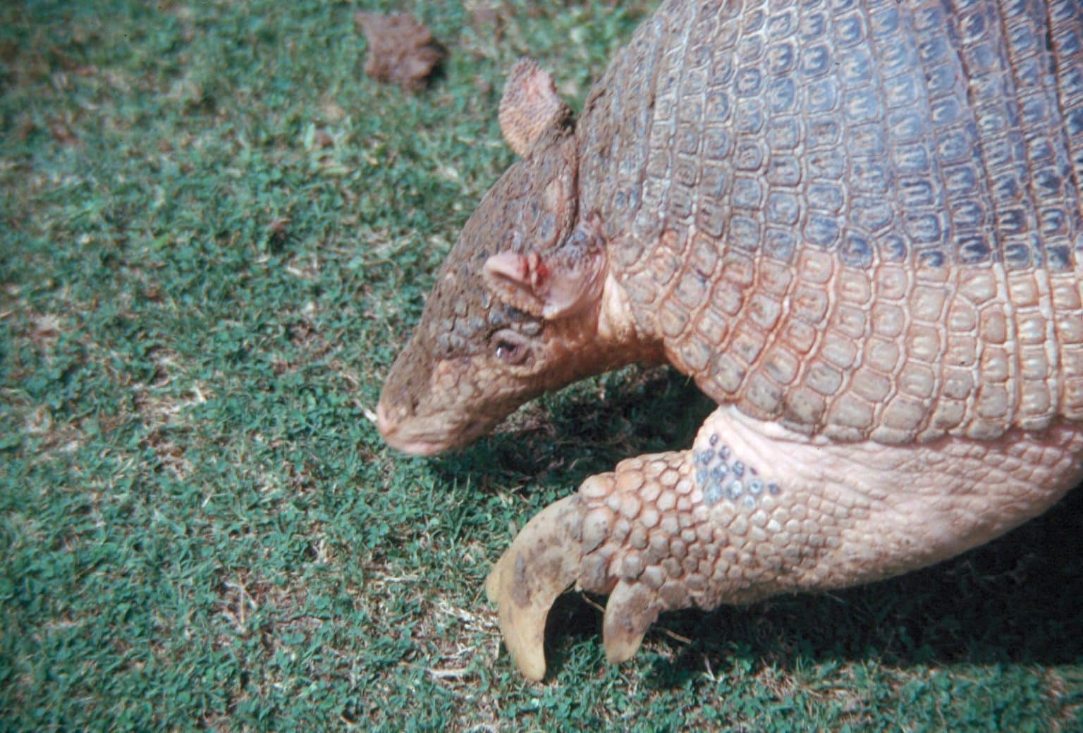 Which Animals Have The Largest Claws On Earth? - A-Z Animals
