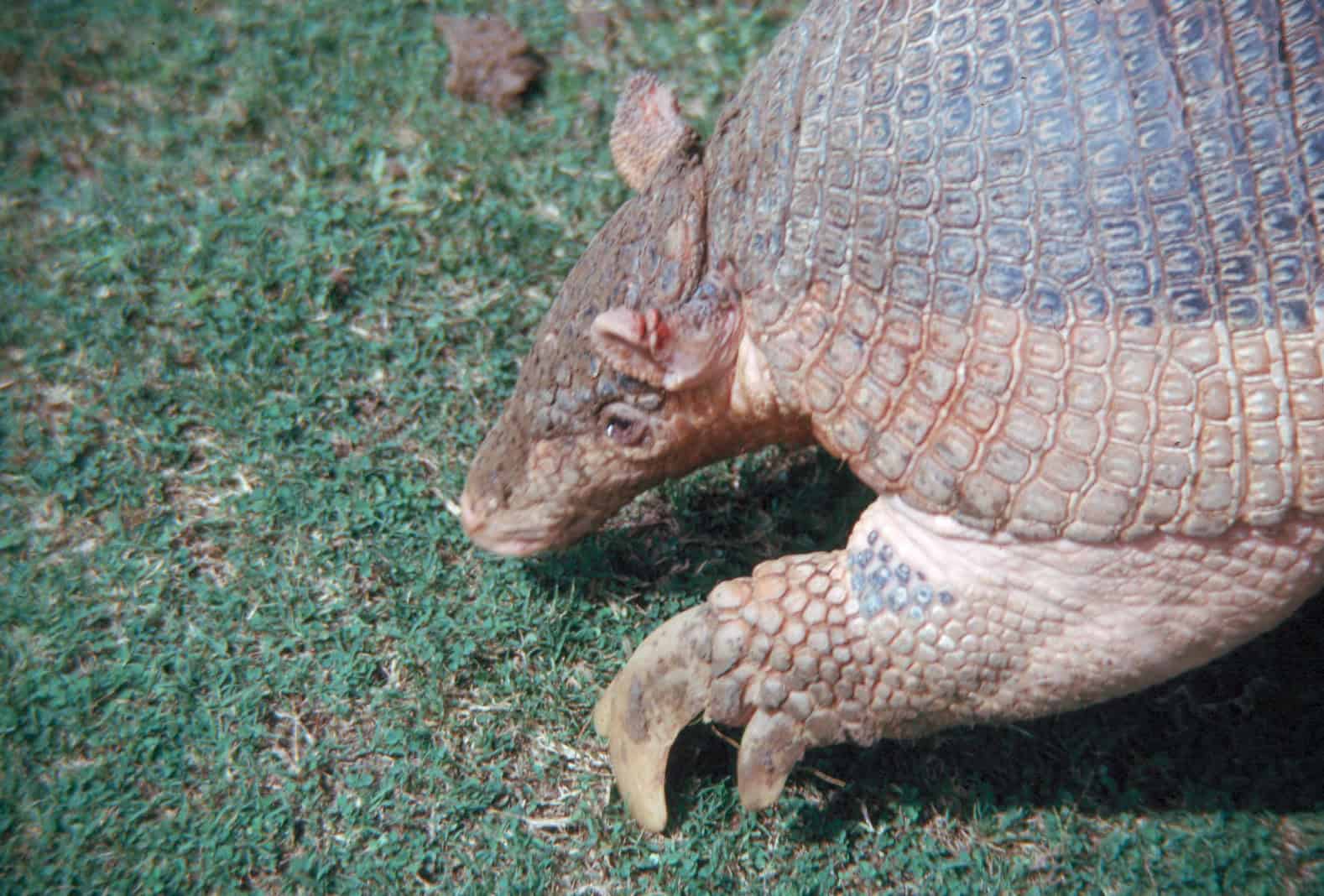 Which Animals Have The Largest Claws On Earth? - A-Z Animals