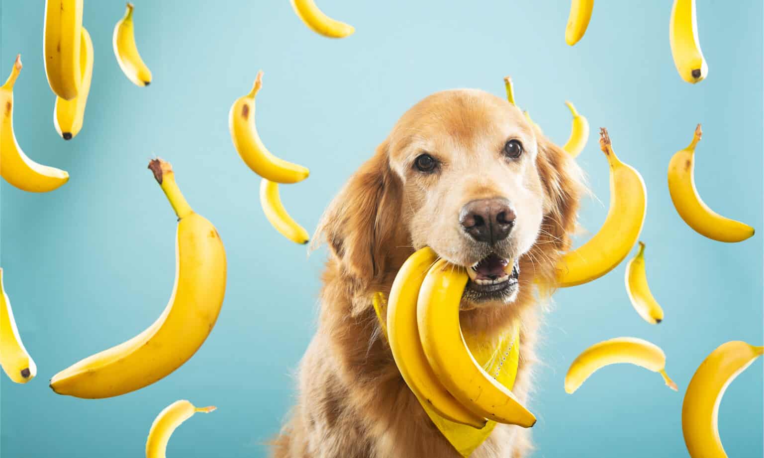 Yes - Dogs Can Eat Bananas! Here's Why - A-Z Animals