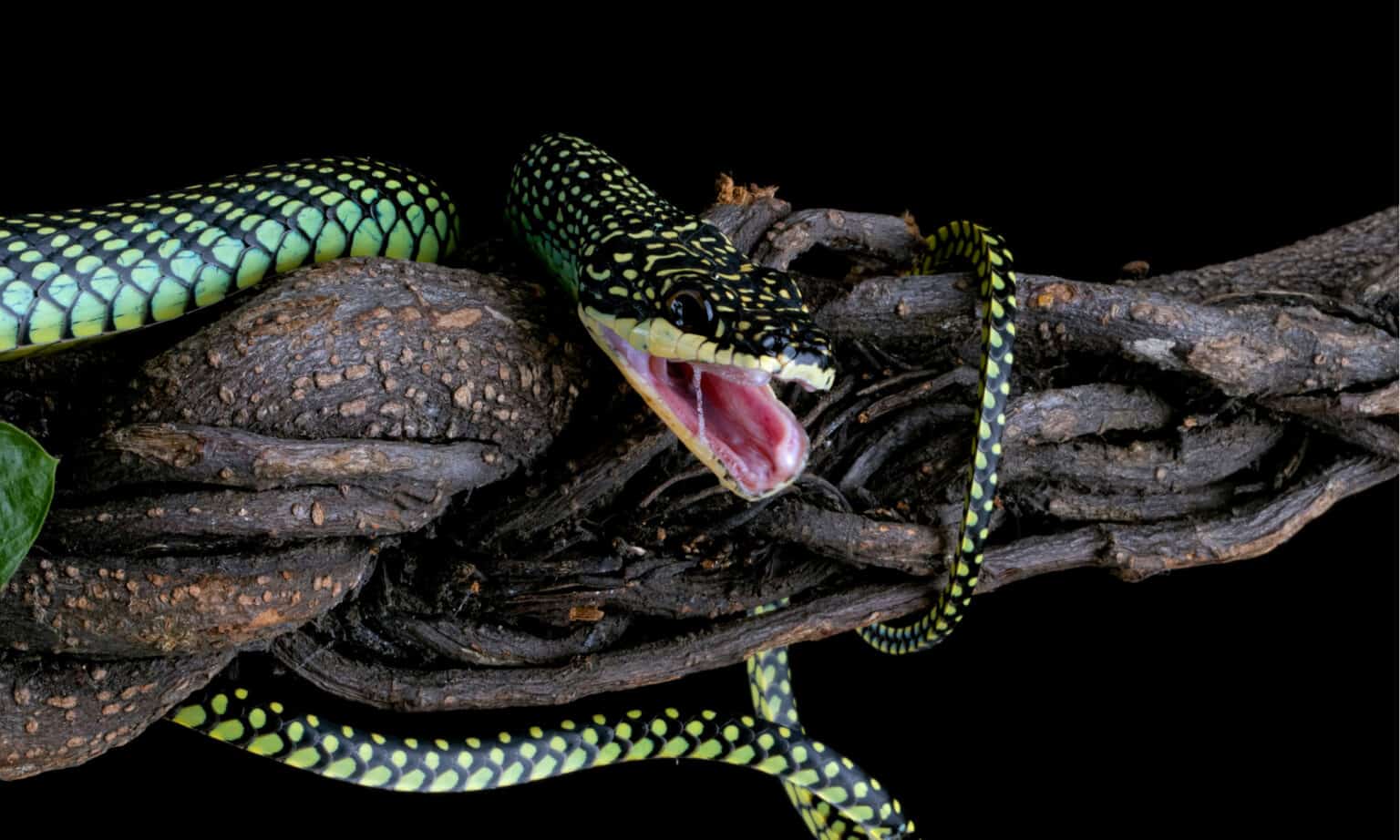 Yes, Snakes Can Climb Walls! These 4 Types Are the Best Climbers - A-Z ...