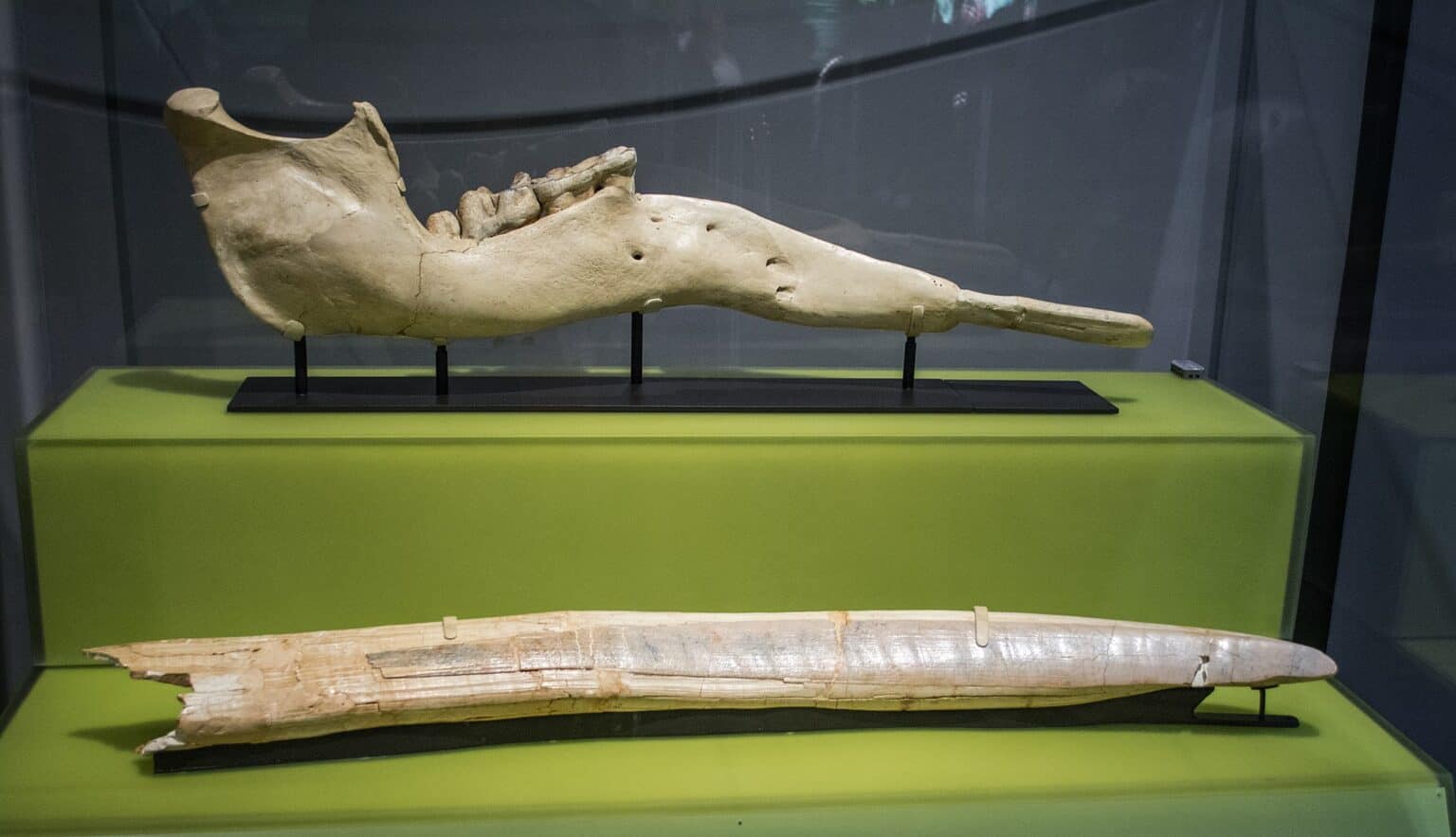 Gomphotherium Animal Facts - A-Z Animals