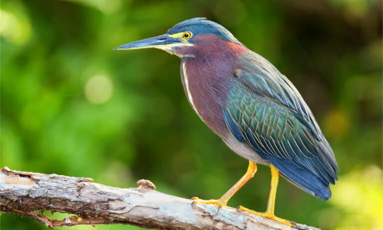 12 Types of Heron Birds - A-Z Animals